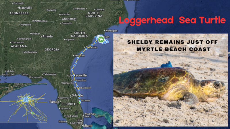 Extraordinary Loggerhead Shelby Brings Joy to Myrtle Beach Holidays